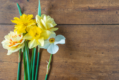 Giunchiglia: simbologia e caratteristiche di questa bulbosa poco nota ...