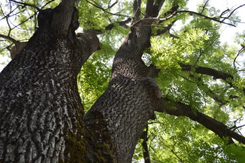 Mannite: cos'è, quali proprietà possiede e quali differenze col mannitolo