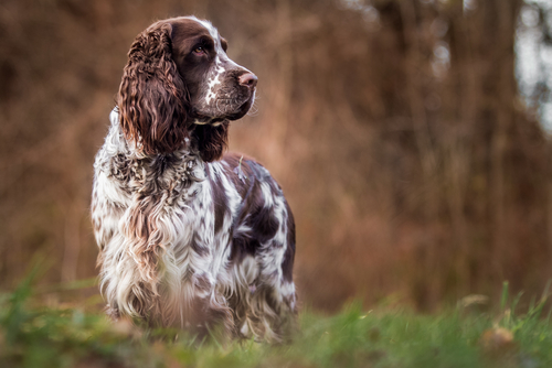 Springer Spaniel: carattere, allevamento e altre cose che devi sapere ...