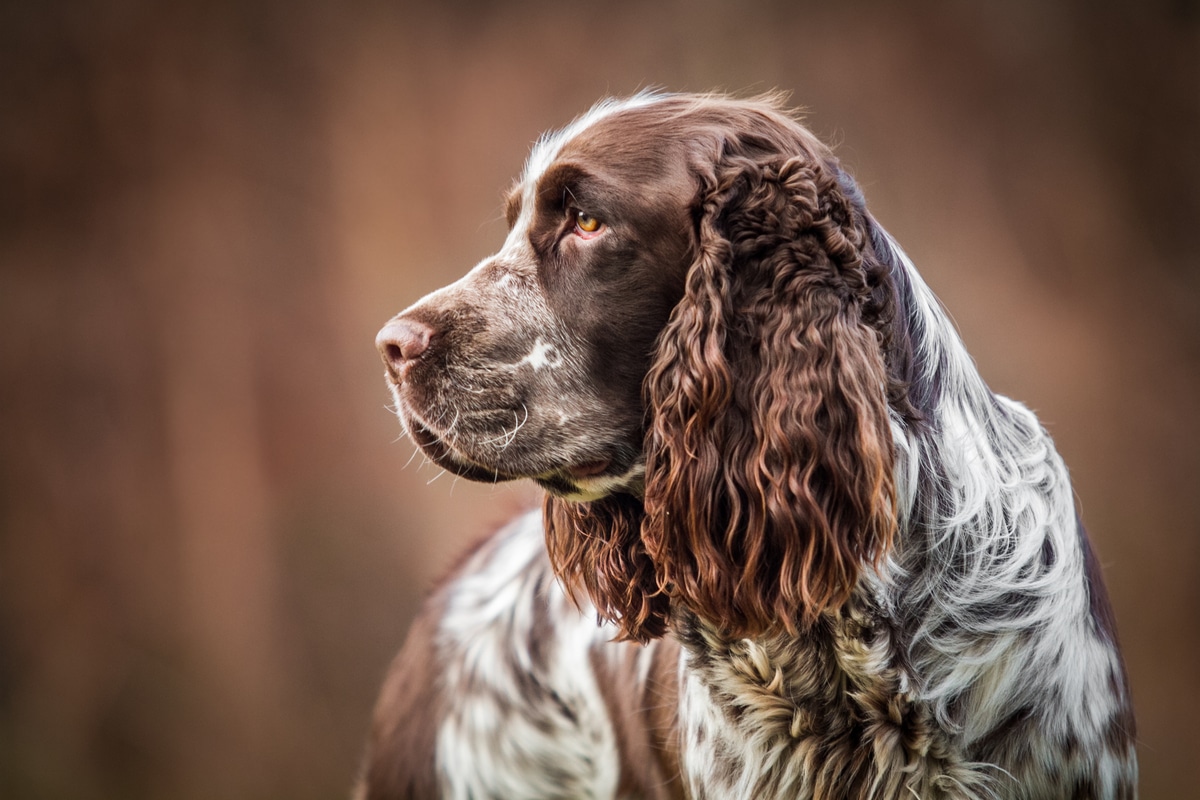 Springer Spaniel: carattere, allevamento e altre cose che devi sapere