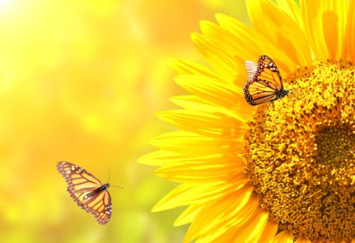 Impollinazione: come avviene e perché è così importante