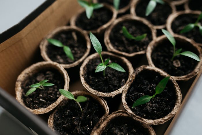 Torba: caratteristiche, usi e importanza per l'ambiente