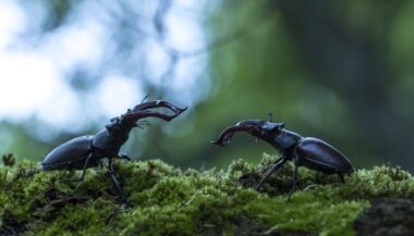 Cervo volante: caratteristiche, habitat e significato attribuito