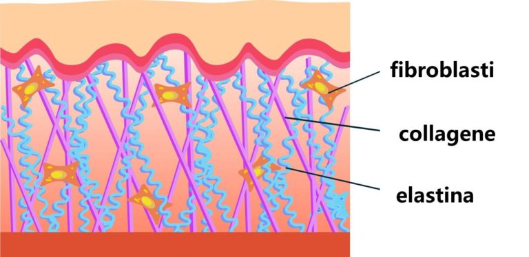 Elastina: proprietà e benefici di questa proteina naturale per la pelle