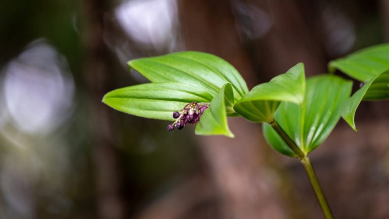Piante erbacee: elenco, varietà e distribuzione di questo universo botanico