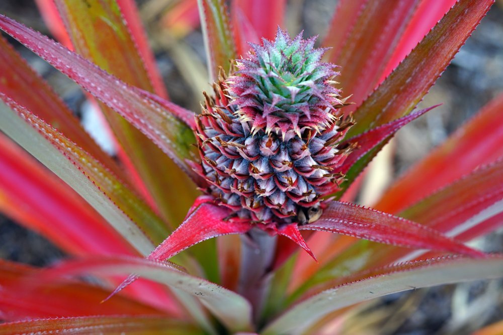 Pianta di ananas: cura e coltivazione di questa pianta ornamentale