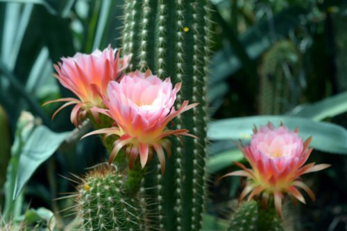 Cactus: le varietà più belle e le curiosità su queste incredibili ...