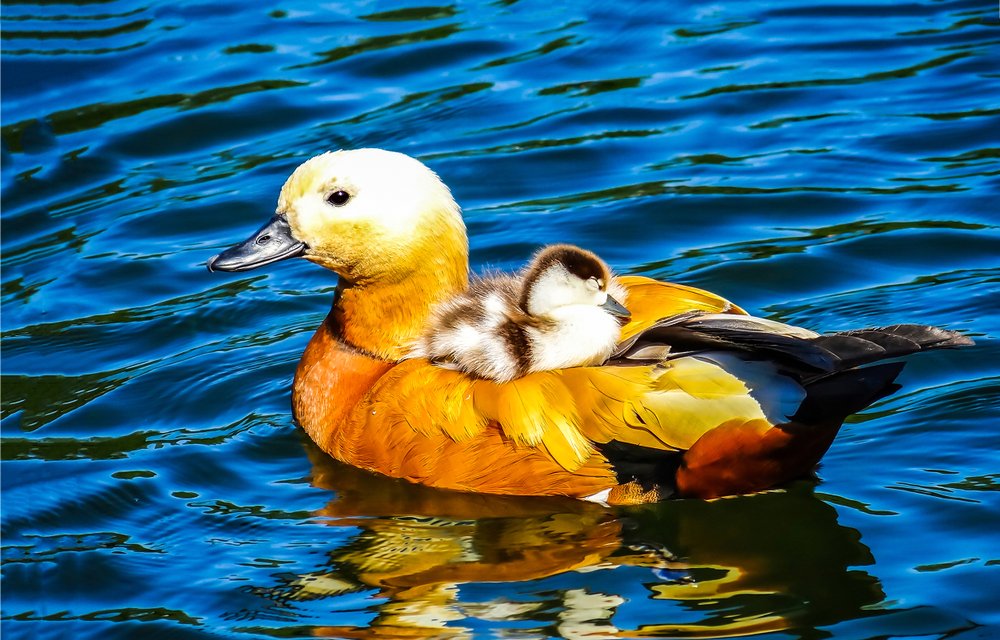 Anatra: caratteristiche, abitudini, razze e consigi per l'allevamento