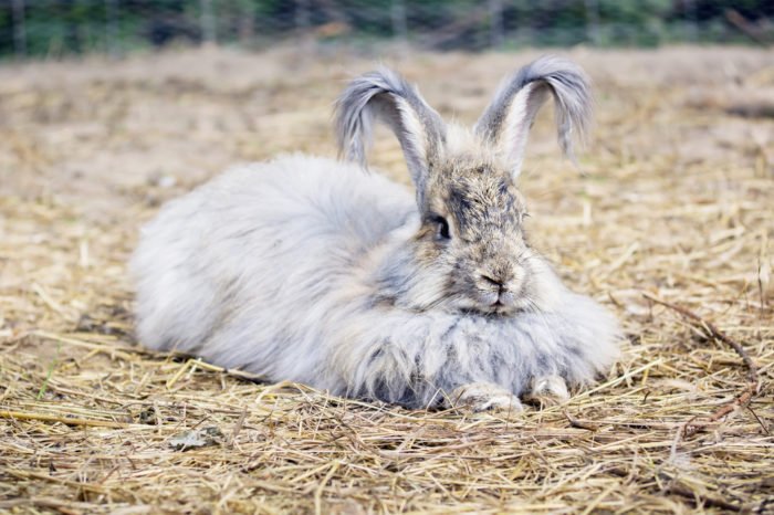 Angora: una lana tanto pregiata quanto controversa