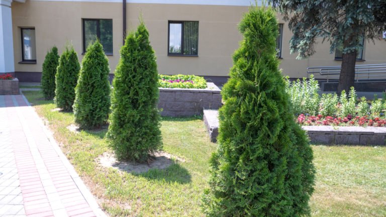 Tuia o thuja, arbusto decorativo con tante proprietà omeopatiche