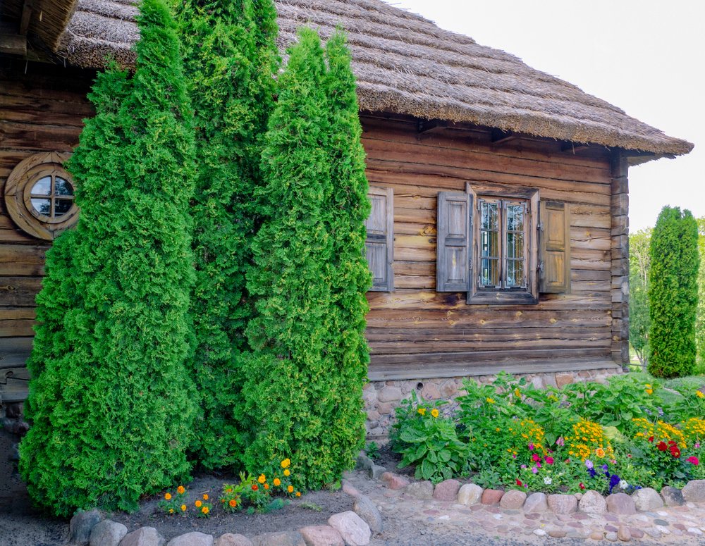 Tuia o thuja, arbusto decorativo con tante proprietà omeopatiche