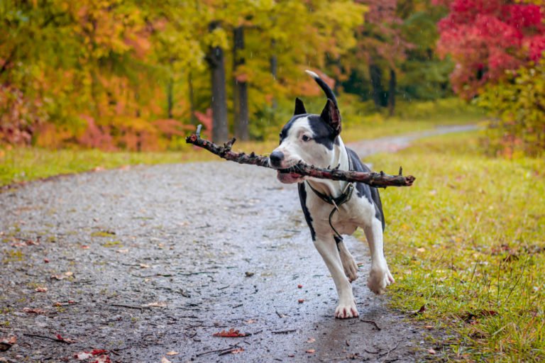 Amstaff o American staffordshire terrier: carattere e addestramento