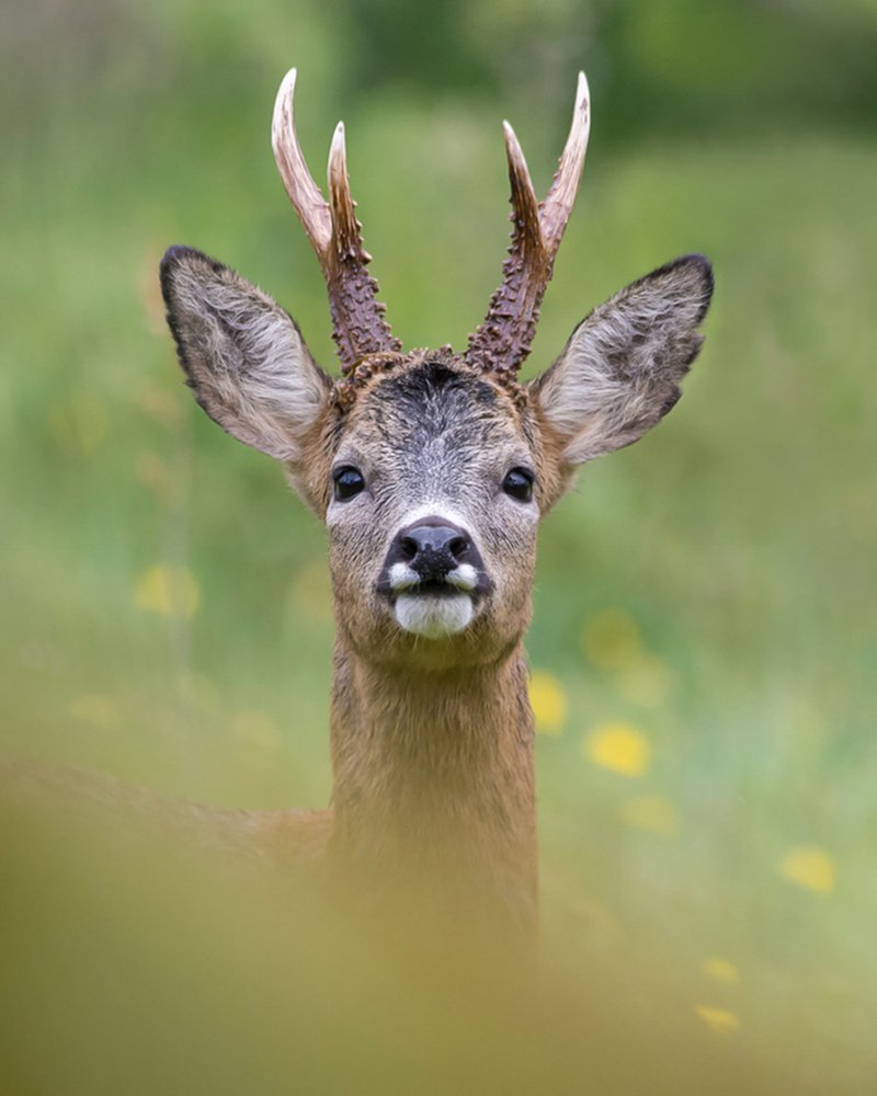 Capriolo: caratteristiche e differenze rispetto a daino e cervo