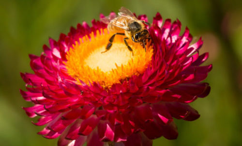 Simbiosi: in cosa consiste e dove si può osservare in natura - Tuttogreen