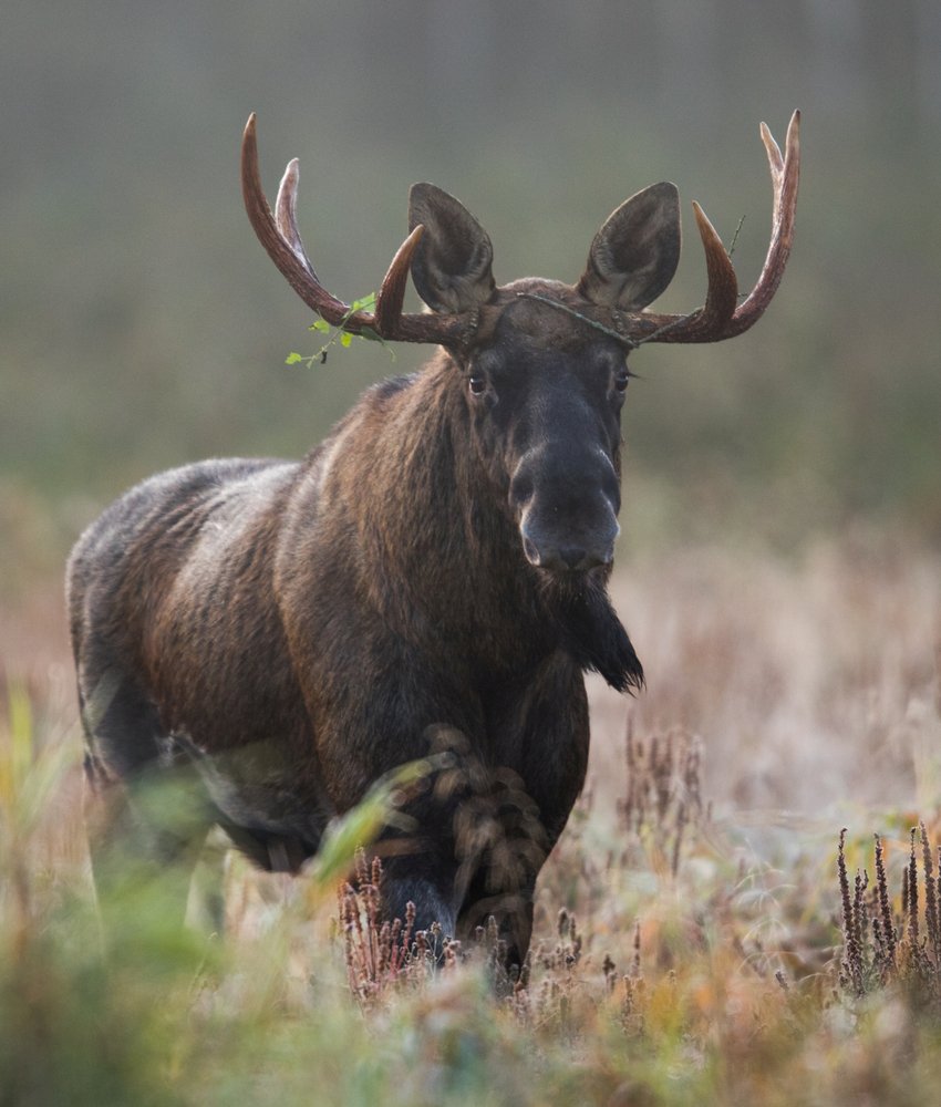 Alce: caratteristiche e abitudini del più grande tra i Cervidi