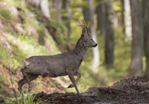 Capriolo: caratteristiche e differenze rispetto a daino e cervo
