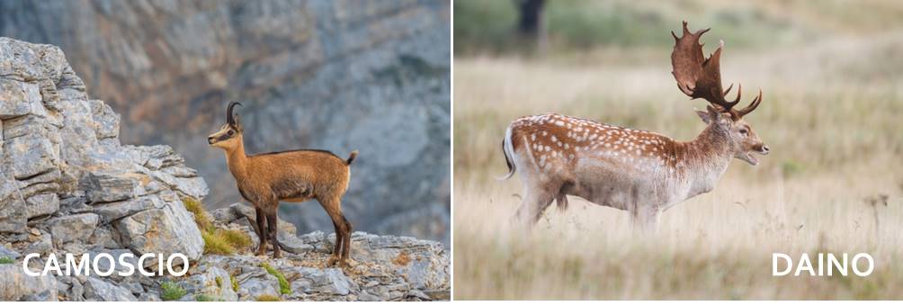 Daino: caratteristiche e abitudini dell'ungulato dal manto pomellato