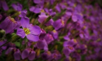 Aubretia o Aubrezia: pianta ornamentale ideale per giardini rocciosi