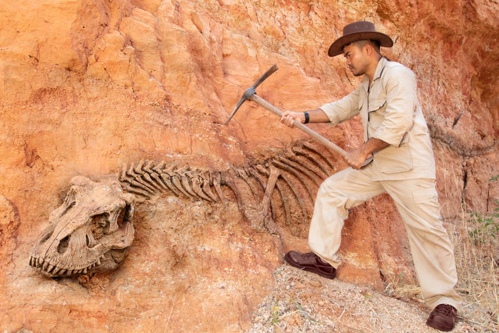 Fossili: cosa sono, i vari tipi e come si sono formati