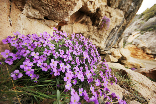 Aubretia o Aubrezia: pianta ornamentale ideale per giardini rocciosi ...