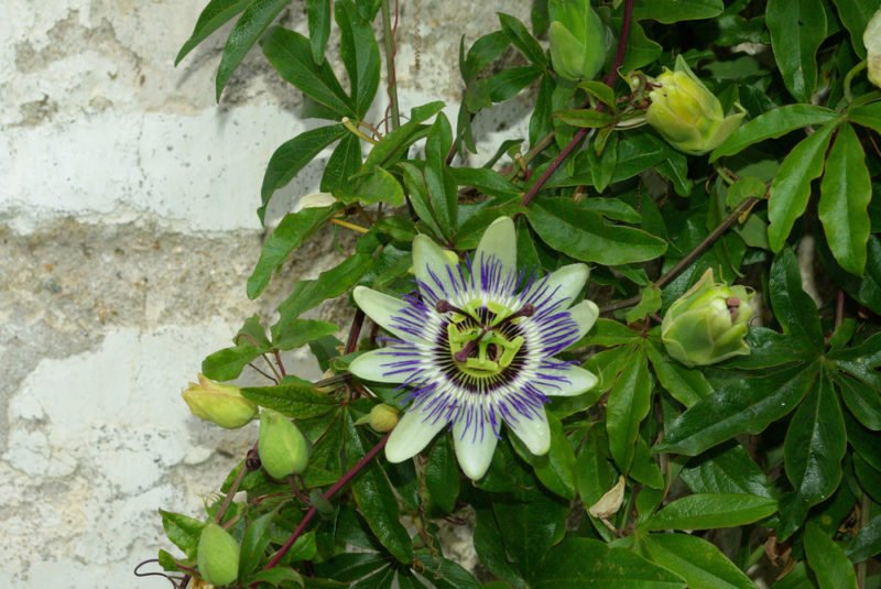 Piante rampicanti: varietà sempreverdi e fiorite, cure e consigli