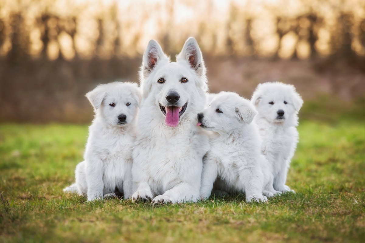 Pastore svizzero: carattere, cura, foto e video di questo cane da pastore