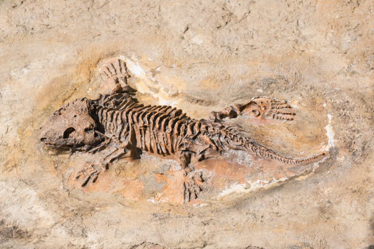 Fossili: cosa sono, i vari tipi e come si sono formati