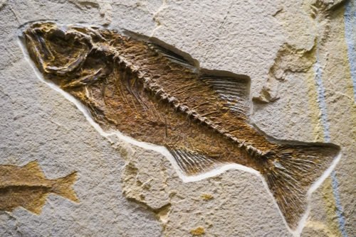 Fossili: cosa sono, i vari tipi e come si sono formati