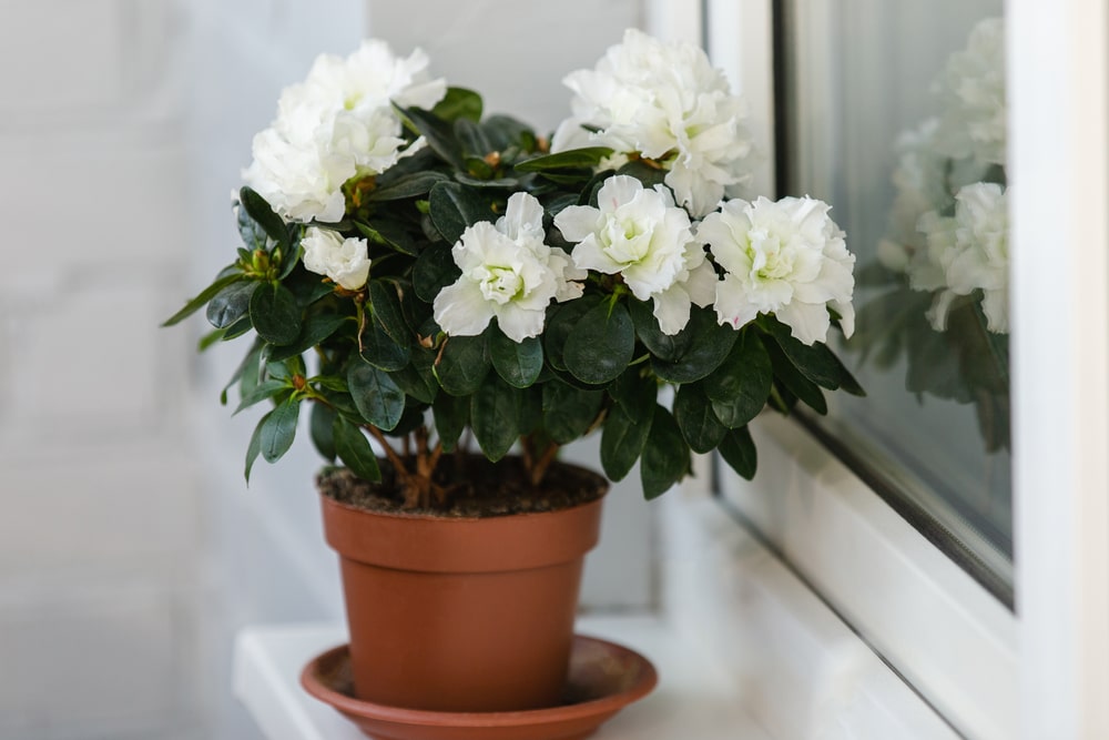 Azalea: varietà principali e guida alla coltivazione della pianta