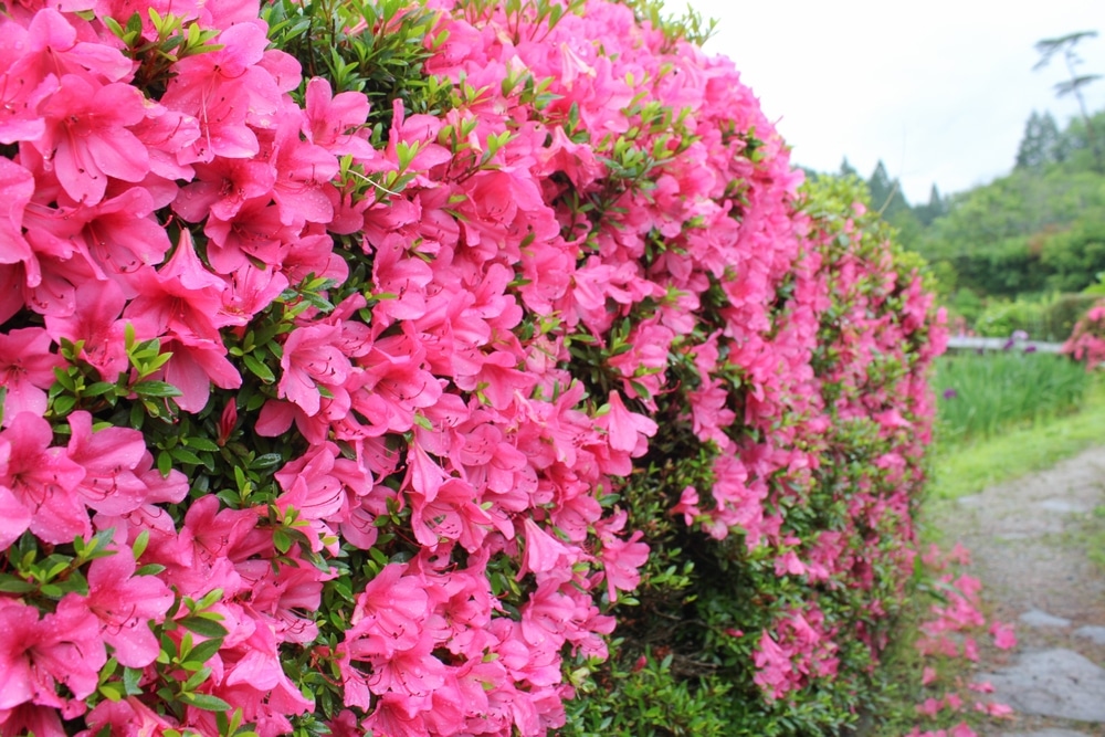 Azalea: varietà principali e guida alla coltivazione della pianta