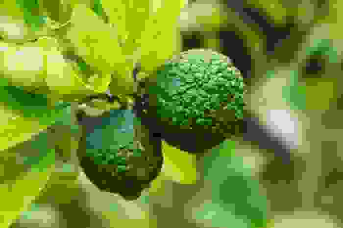 Combava o Kaffir Lime: un agrume orientale dalle proprietà da scoprire