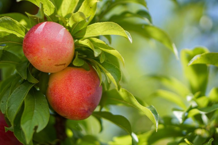 Pesca noce frutto estivo succoso e profumato dalla buccia liscia
