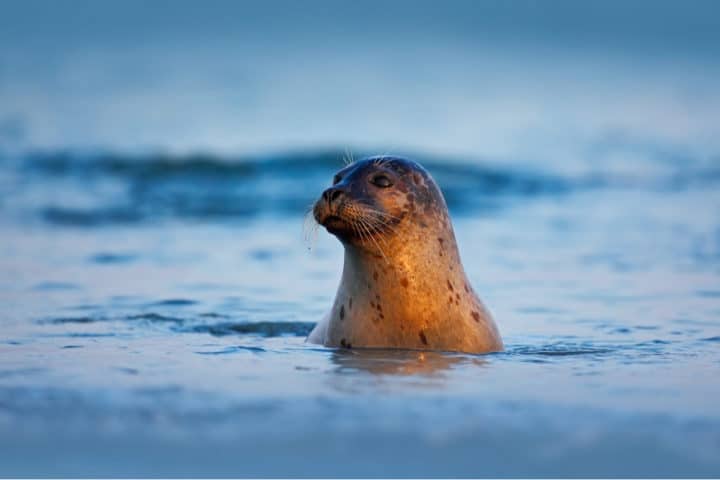 Foca: quello che c'è da sapere su questo mammifero marino