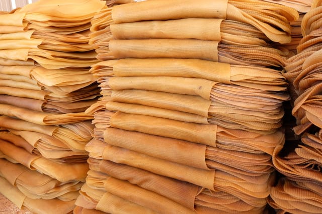 Caucciù la gomma naturale più antica al mondo dai mille utilizzi