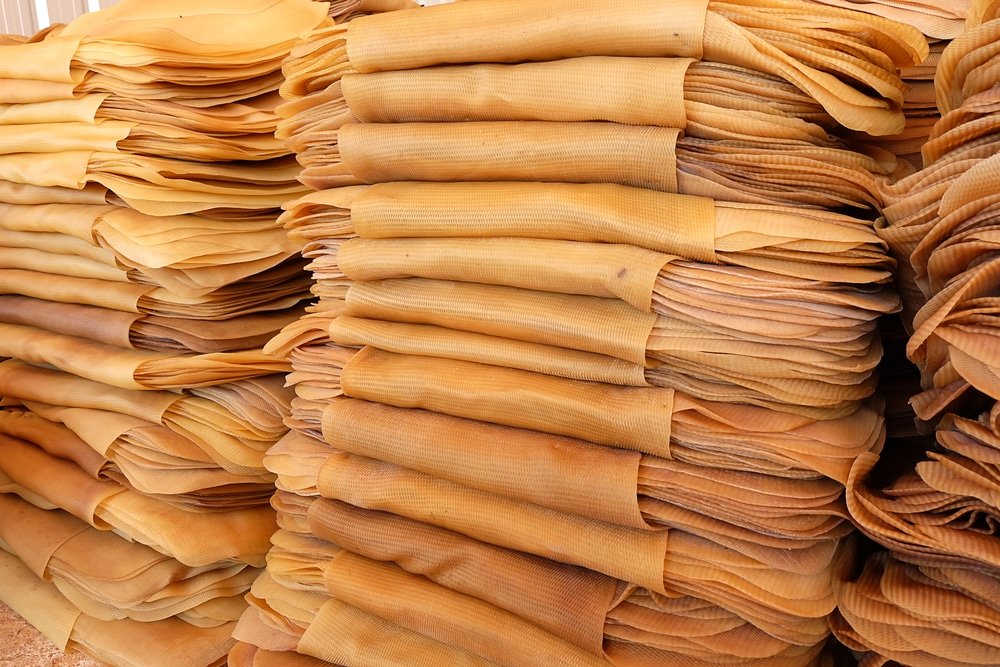 Caucciù la gomma naturale più antica al mondo dai mille utilizzi