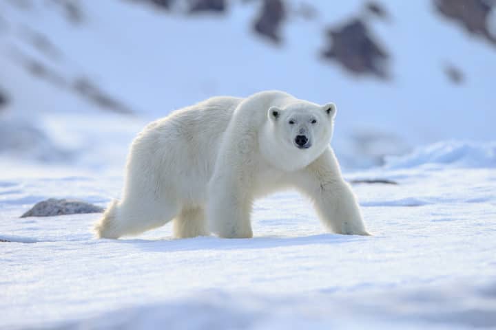 Orso: tutto su questo mammifero a rischio di estinzione