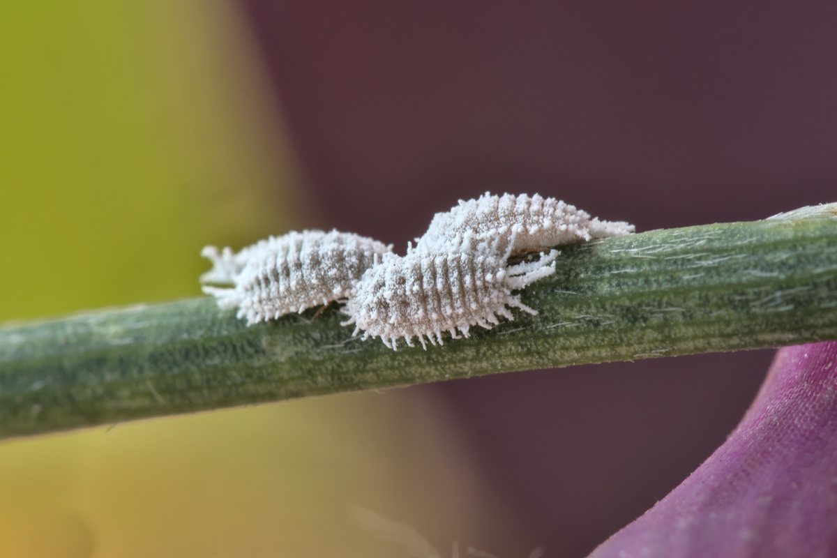 Cocciniglia Cos E Come Si Elimina Questo Pericoloso Parassita Cocciniglia Cos E Come Si Elimina Questo Pericoloso Parassita