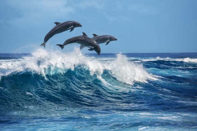 Delfino: caratteristiche e abitudini di questo mammifero