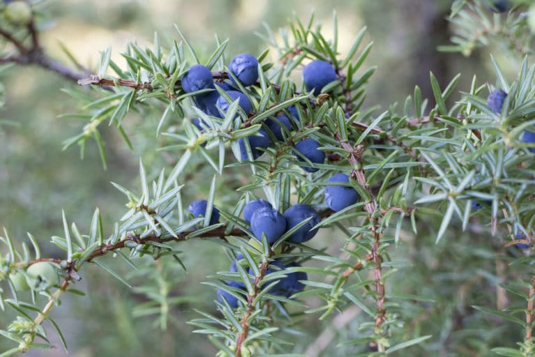 Ginepro: caratteristiche e usi della pianta di juniperus communis