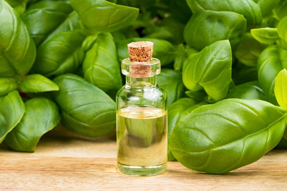 Olio essenziale di basilico: proprietà e possibili utilizzi