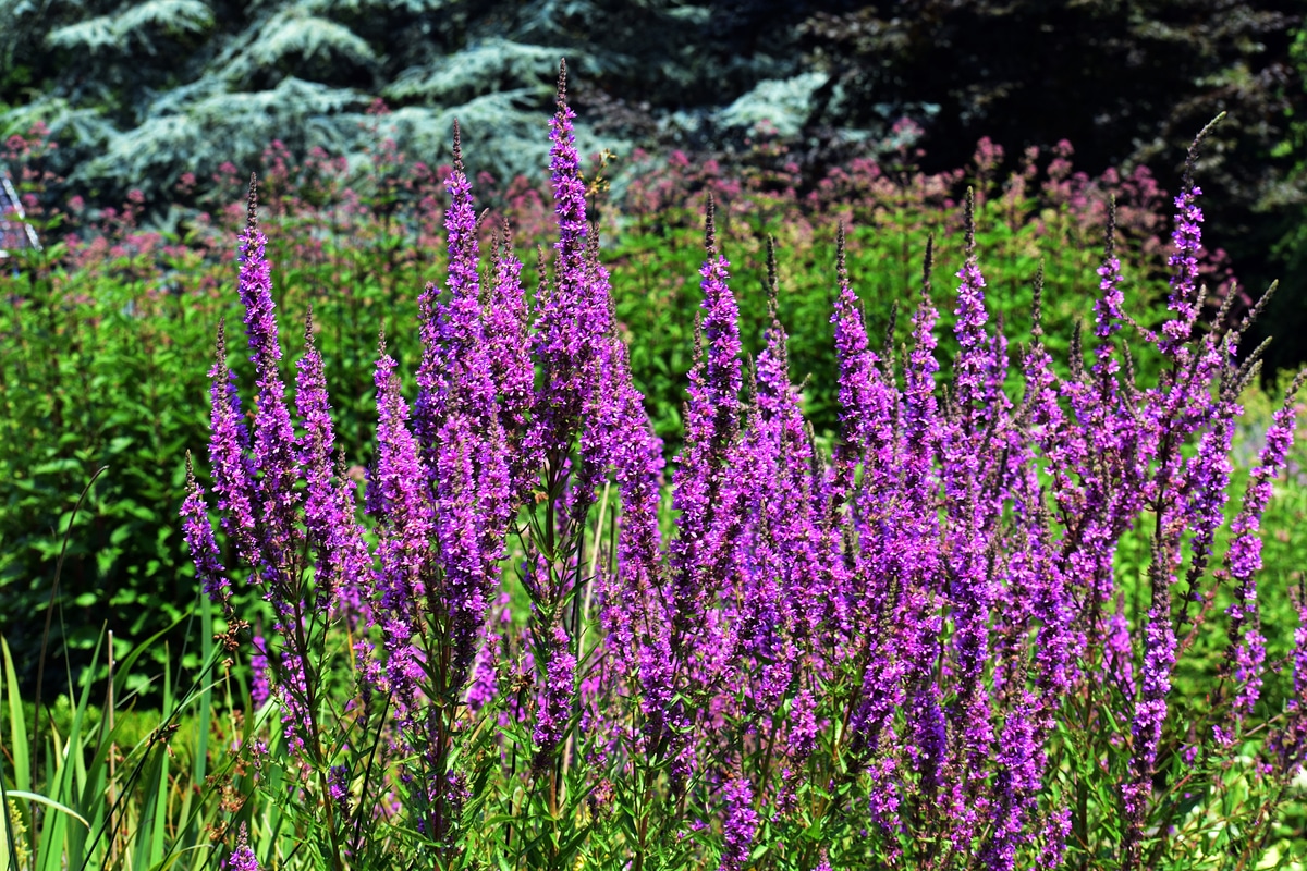 Salcerella, tutto sulla pianta acquatica dai fiori rosa