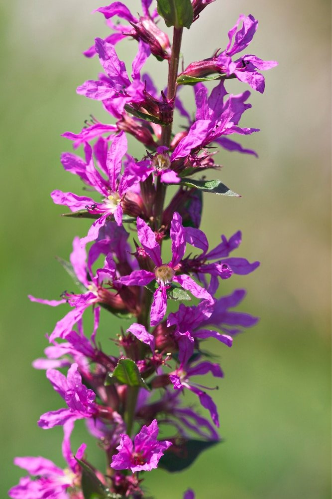 Salcerella, tutto sulla pianta acquatica dai fiori rosa