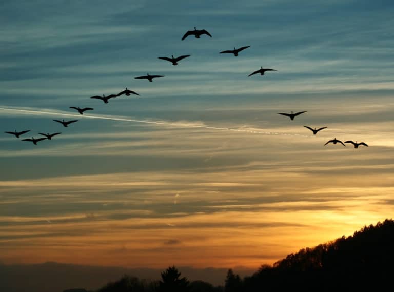 Alla scoperta delle oche: specie, habitat, alimentazione e abitudini