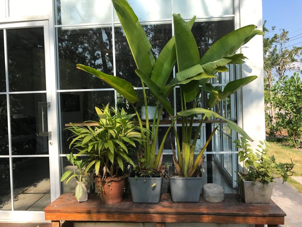 Banano: una pianta tropicale che si può coltivare anche in casa