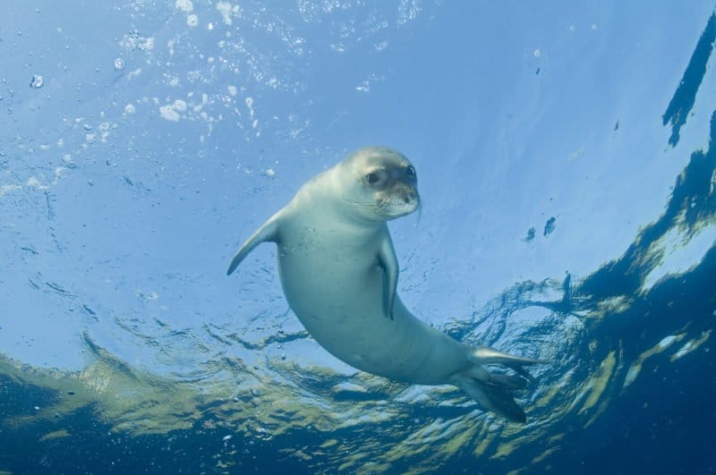Foca: quello che c'è da sapere su questo mammifero marino