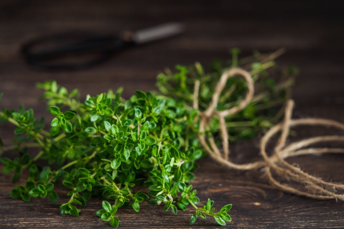 Timo: proprietà, ricette e utilizzi di questa pianta aromatica