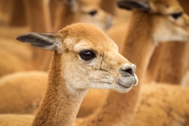 Vigogna: la lana pregiata nota anche come il tessuto degli dei