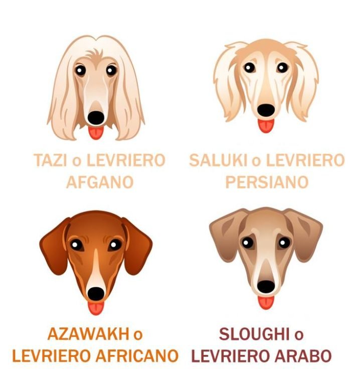 Levriero arabo, conosciuto anche come sloughi, è un cane nordafricano ...