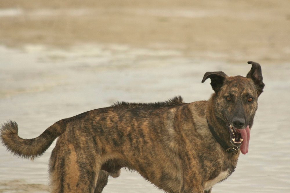 Chien Africanis | Les secrets du chien aborigène d'Afrique du Sud