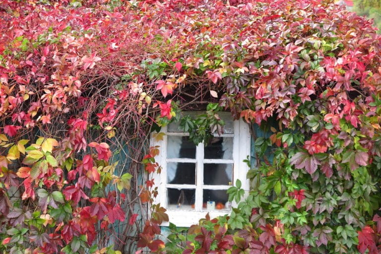 Vite americana, consigli per la cura e la coltivazione